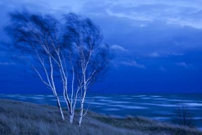 'Birch Trees Along Lake Michigan at Dusk' Photographic Print ...
