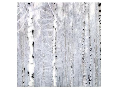 'Birch Wonderland' Poster - Parker Greenfield | AllPosters.com