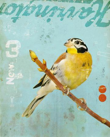 'Bird VI' Giclee Print - Kareem Rizk | AllPosters.com