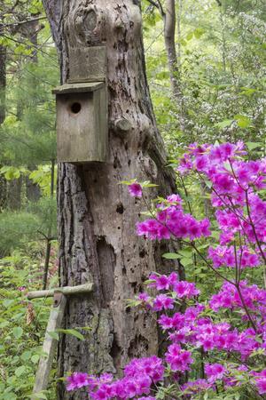 'Birdhouse and Azaleas, Azalea Path Arboretum and Botanical Gardens ...