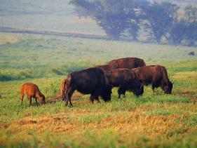 'Bison at Neil Smith National Wildlife Refuge, Iowa, USA' Photographic ...