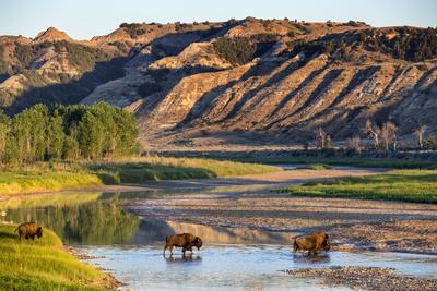 'Bison Wildlife Crossing Little Missouri River, Theodore Roosevelt ...