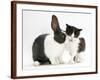 'Black-And-White Kitten with Blue Dutch Rabbit' Photographic Print ...