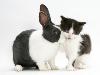 'Black-And-White Kitten with Blue Dutch Rabbit' Photographic Print ...