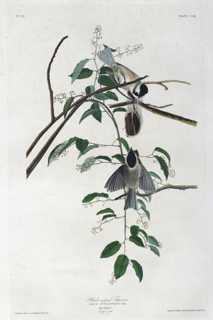 'Black capped Titmouse' Giclee Print | AllPosters.com