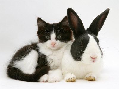 'Black Dutch Rabbit with Black-And-White Kitten' Photographic Print ...
