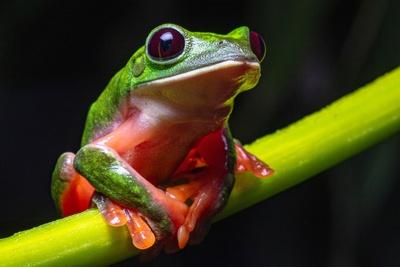 'Black-eyed tree frog sitting on plant stem, Tarrales Natural Reserve ...