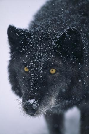 'Black Gray Wolf in Snow' Photographic Print - DLILLC | AllPosters.com