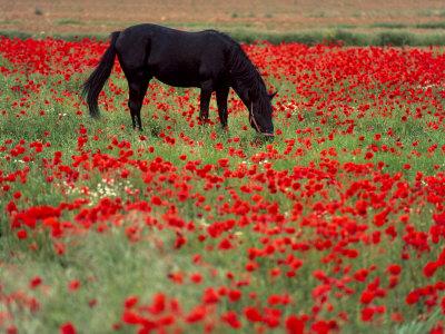 'Black Horse in a Poppy Field, Chianti, Tuscany, Italy, Europe ...