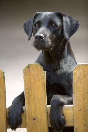 'Black Labrador on Hind Legs Looking over Fence' Photographic Print ...