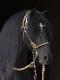 'Black Peruvian Paso Stallion in Traditional Peruvian Bridle, Sante Fe ...