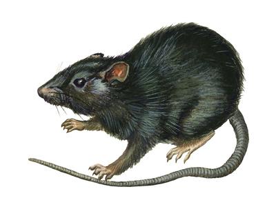'Black Rat (Rattus Rattus), Mammals' Posters - Encyclopaedia Britannica ...
