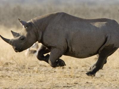 'Black Rhinoceros, Running, Namibia' Photographic Print - Tony Heald ...