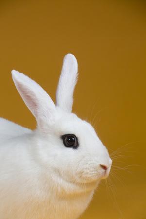 'Blanc De Hotot Rabbit' Photographic Print - Lynn M. Stone | AllPosters.com