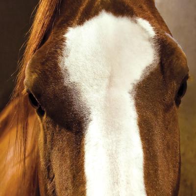 'Blaze' Giclee Print - Ray Hartl | AllPosters.com