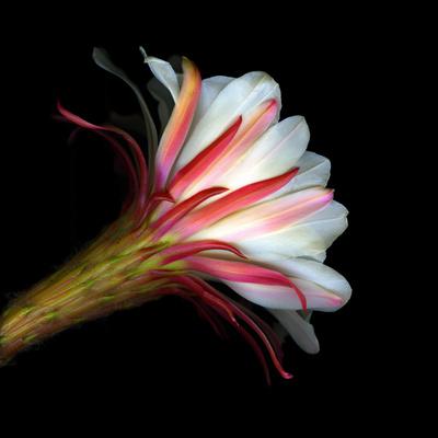 'Blooming Single Cactus Flower Isolated Against Black Background ...