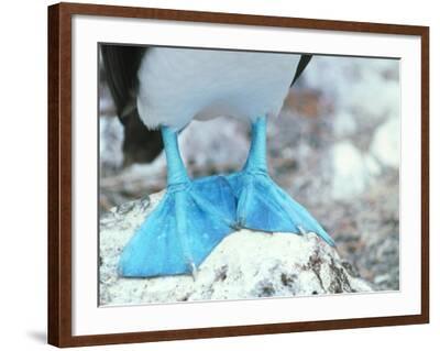 'Blue-footed Booby Feet' Photographic Print - Peter Scoones ...