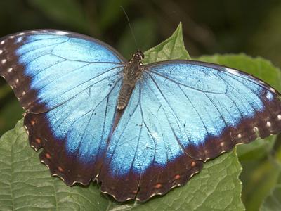 'Blue Morpho Butterfly, Green Hills Butterfly Farm, Belize ...