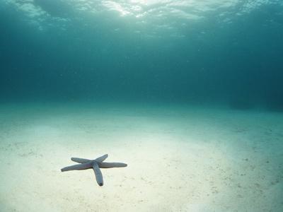 'Blue Sea Star in Open Ocean' Photographic Print | AllPosters.com