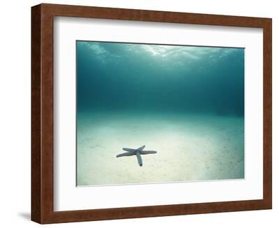 'Blue Sea Star in Open Ocean' Photographic Print | AllPosters.com