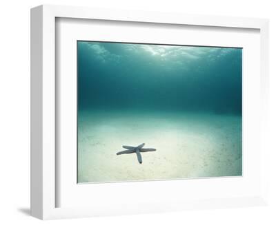 'Blue Sea Star in Open Ocean' Photographic Print | AllPosters.com