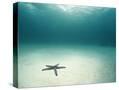 'Blue Sea Star in Open Ocean' Photographic Print | AllPosters.com