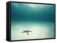'Blue Sea Star in Open Ocean' Photographic Print | AllPosters.com