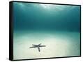 'Blue Sea Star in Open Ocean' Photographic Print | AllPosters.com