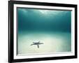 'Blue Sea Star in Open Ocean' Photographic Print | AllPosters.com
