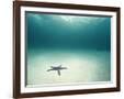'Blue Sea Star in Open Ocean' Photographic Print | AllPosters.com