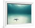 'Blue Sea Star in Open Ocean' Photographic Print | AllPosters.com