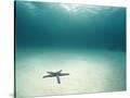 'Blue Sea Star in Open Ocean' Photographic Print | AllPosters.com