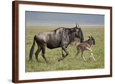 'Blue Wildebeest (Brindled Gnu) (Connochaetes Taurinus) Cow and Days ...