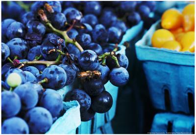 'Blueberries' Posters | AllPosters.com