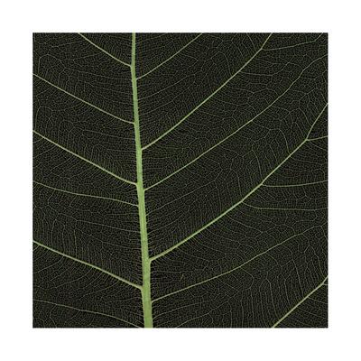 'Bo Leaf I' Giclee Print - Andrew Levine | AllPosters.com