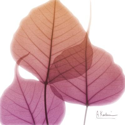 'Bo Tree Pink Orange' Prints - Albert Koetsier | AllPosters.com