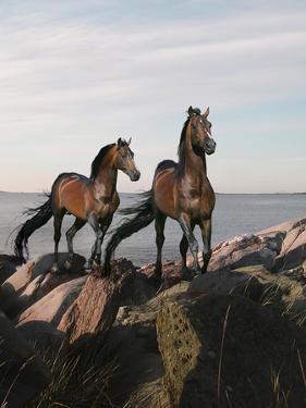 Bob Langrish Posters, Prints, Paintings & Wall Art | AllPosters.com