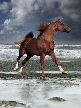 Bob Langrish Posters, Prints, Paintings & Wall Art | AllPosters.com