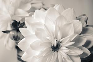 Floral (Sepia-Tone Photography) Posters, Prints, Paintings & Wall Art ...