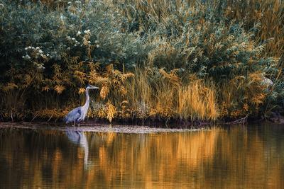 Golden Pond Giclee Print - Bobbie Goodrich | AllPosters.com