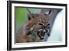 'Bobcat Snarling' Photographic Print - W. Perry Conway | AllPosters.com