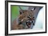 'Bobcat Snarling' Photographic Print - W. Perry Conway | AllPosters.com