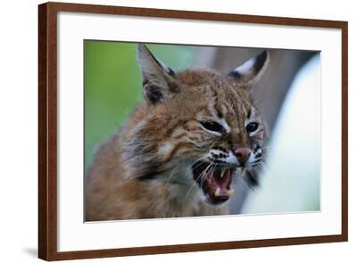 'Bobcat Snarling' Photographic Print - W. Perry Conway | AllPosters.com