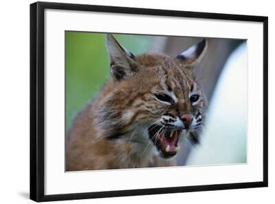 'Bobcat Snarling' Photographic Print - W. Perry Conway | AllPosters.com
