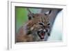 'Bobcat Snarling' Photographic Print - W. Perry Conway | AllPosters.com