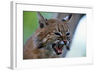 'Bobcat Snarling' Photographic Print - W. Perry Conway | AllPosters.com
