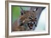 'Bobcat Snarling' Photographic Print - W. Perry Conway | AllPosters.com