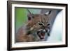 'Bobcat Snarling' Photographic Print - W. Perry Conway | AllPosters.com