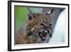 'Bobcat Snarling' Photographic Print - W. Perry Conway | AllPosters.com