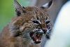 'Bobcat Snarling' Photographic Print - W. Perry Conway | AllPosters.com